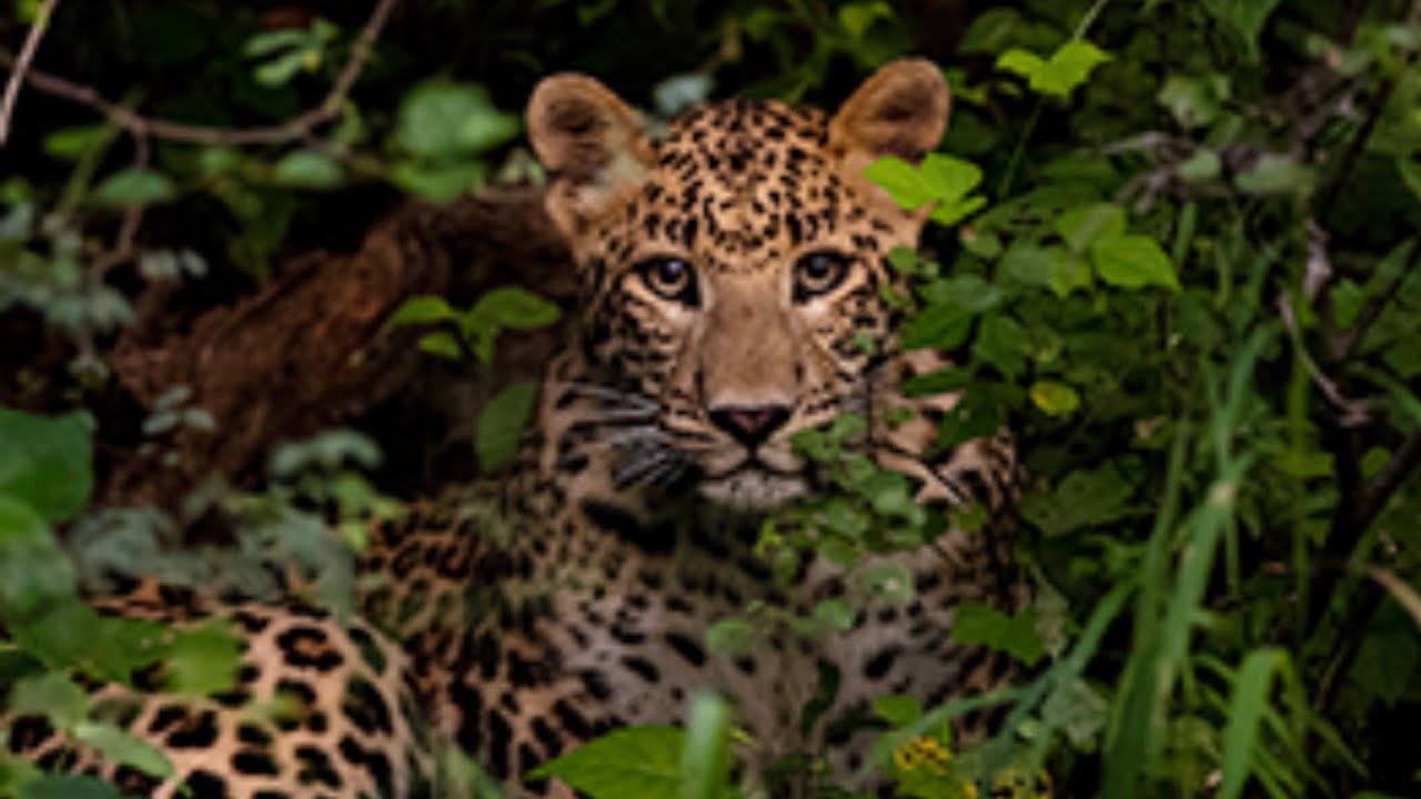 Indian Leopard #tiger l Cheetah l तेन्दुआ #forest #wildlife #animals # ...