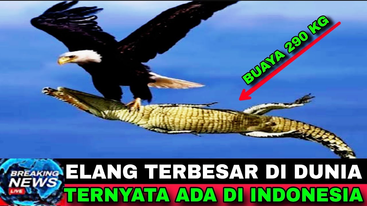 🔴 BURUNG RAKSASA..ELANG TERBESAR DI DUNIA - YouTube