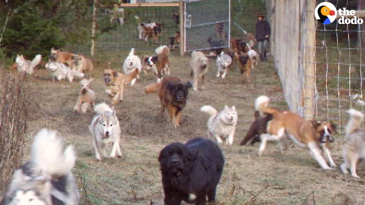 Rescue Dogs Get A New Yard - YouTube