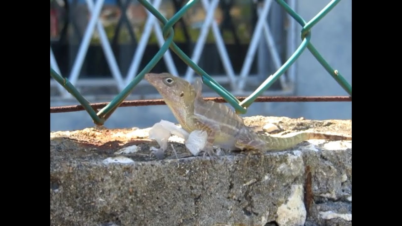 Lizard shedding off its old skin for the New Year - YouTube