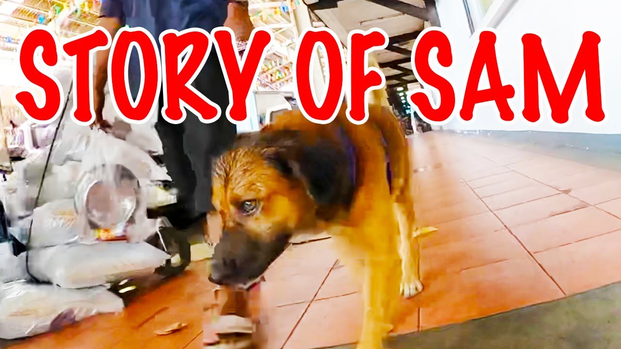 RESCUING A HOMELESS DOG | STORY OF SAM THE DOG w/ PAPA JACKSON - YouTube