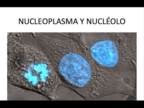 El nucleoplasma y el nucléolo - YouTube