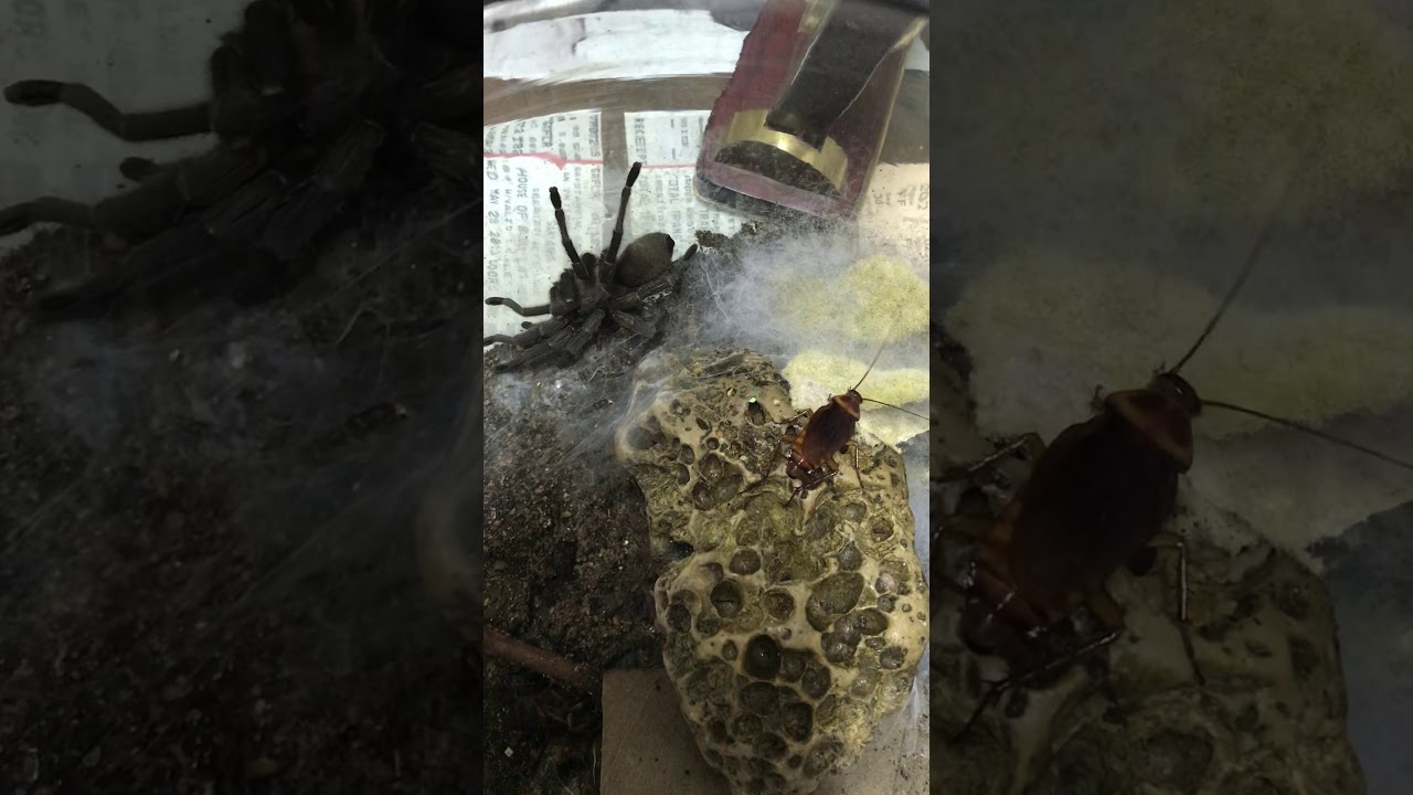 The Spider and the Cockroach - YouTube