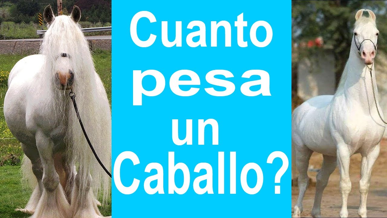 Como pesar un caballo sin Balanza con una cinta. Formula para calcular ...