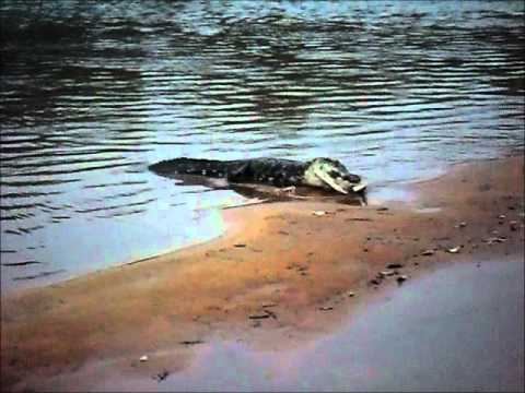 Jacaré-Açu (Melanosuchus niger) comendo bicuda. Ilha do Bananal ...