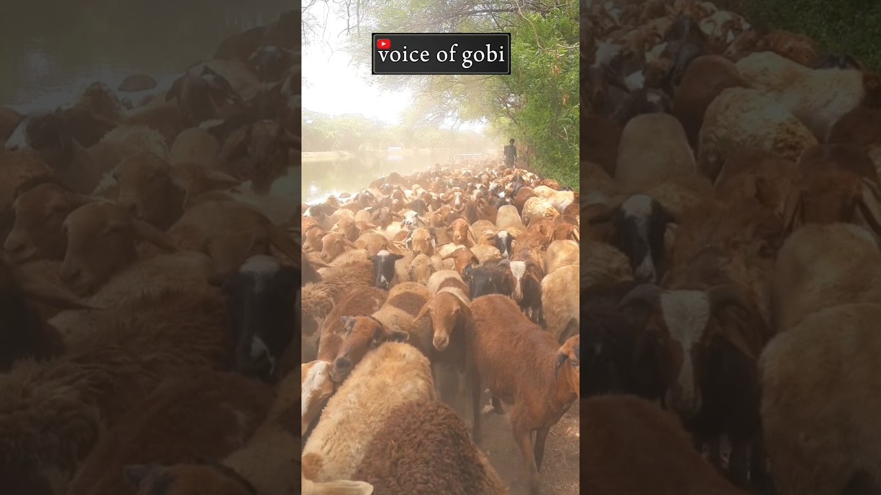 #ஆட்டுமந்தை #.... #vkl #vellankovil #gobi #erode #gobichettipalayam ...