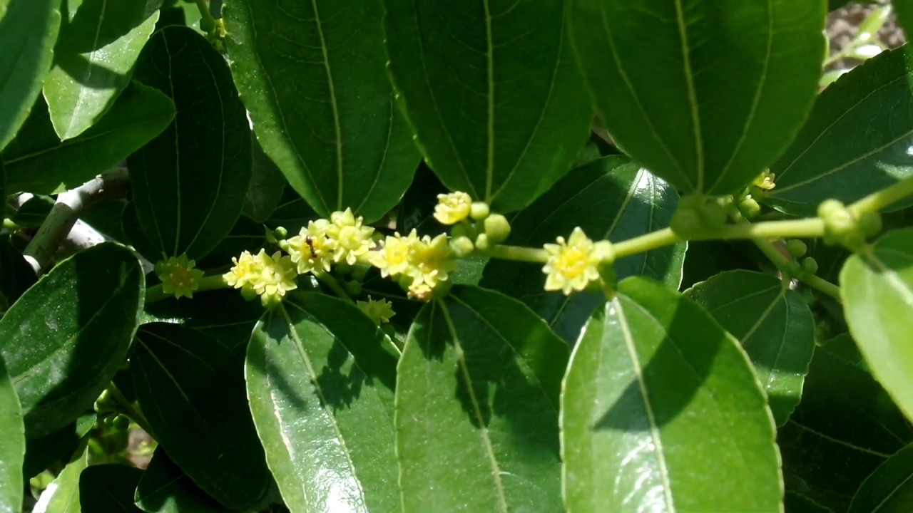 Jujube Tree Flowers Chinese Date Flowering - YouTube