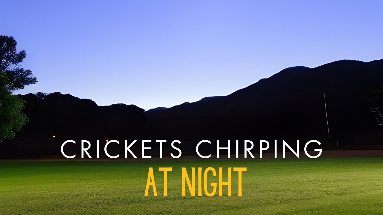 Experience a Serene Night in the Forest: Crickets Chirping | Nature ...