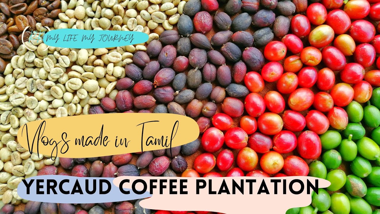 Lets Know about coffee | Yercaud Diaries| Stanmore Estate ...