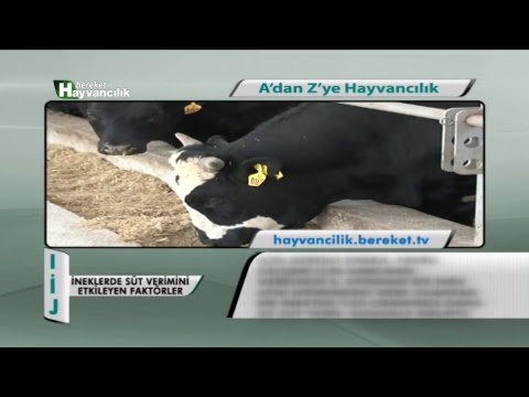 Bereket Hayvancılık Tv Canlı Yayını  ᴴᴰ