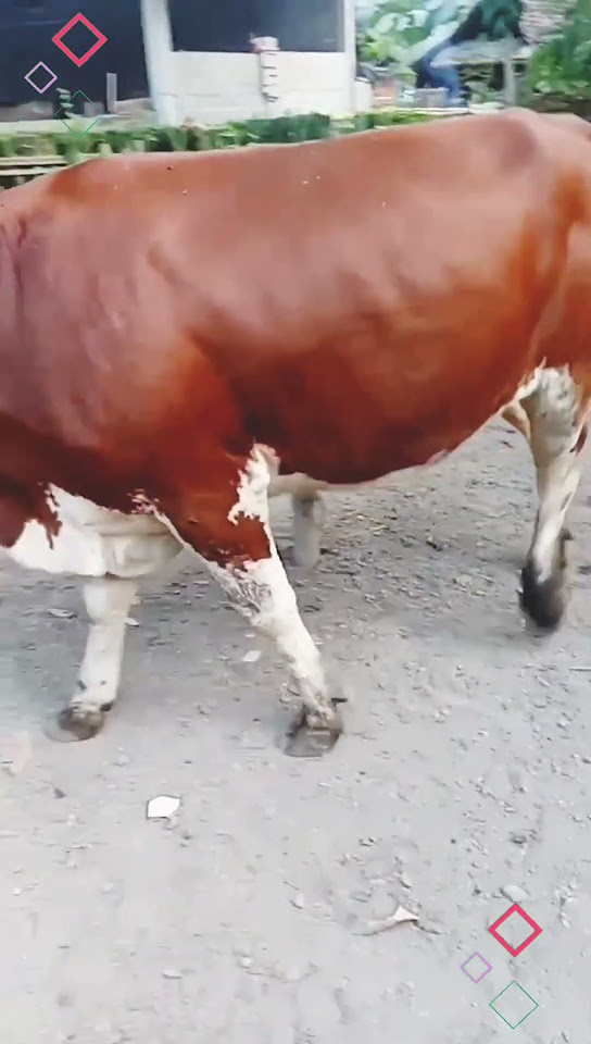 SAPI SIMENTAL BETINA MARLBORO SUPER - YouTube