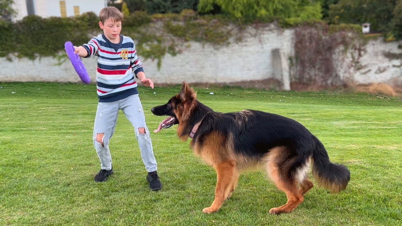 German Shepherd Puppy brings smiles to kids - YouTube