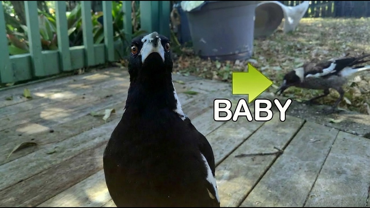 Meet the NEW Baby Magpies | Generation 4 Has Arrived - YouTube