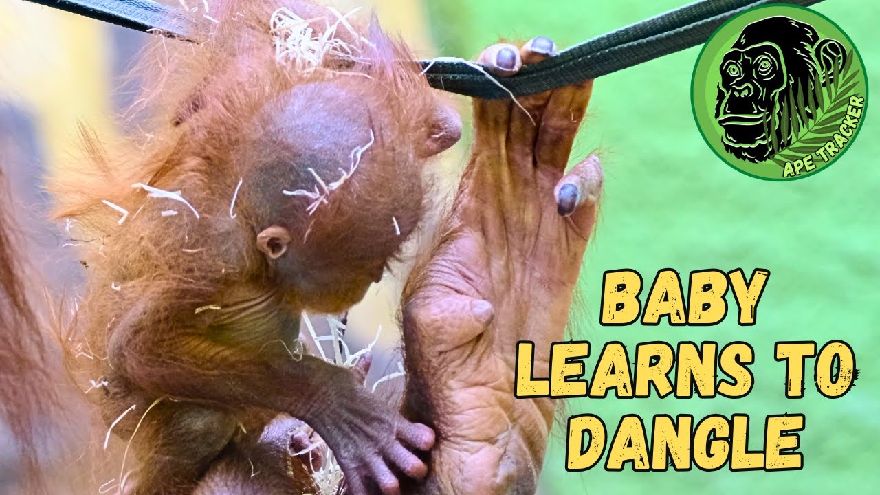 The Cutest Baby Orangutan Learning How To Dangle - YouTube