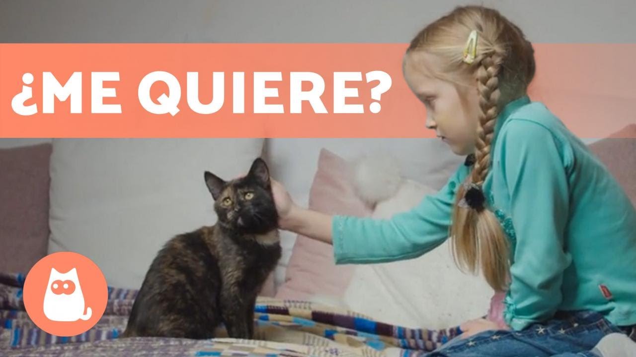 ¿Los gatos NOS QUIEREN? 😻 - YouTube