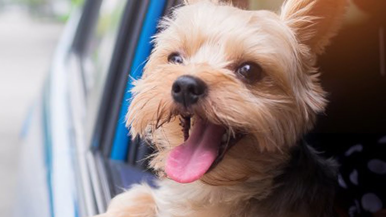 The Hottest Dog Names Of 2017 YouTube the-hottest-dog-names-of-2017-youtube