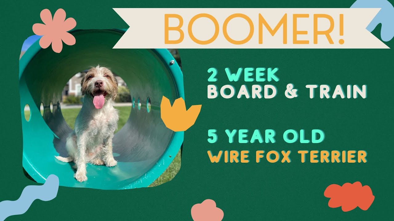 Best Dog Training in Chicago! 5 Year Old Wire Fox Terrier Mix, Boomer ...