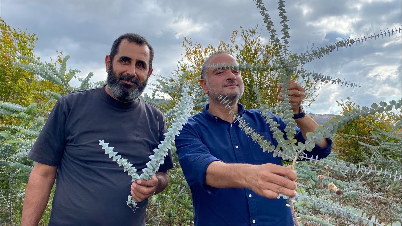 LIVE: Eucalyptus and Roses with Marwan Awad in Rammah, Akkar - YouTube
