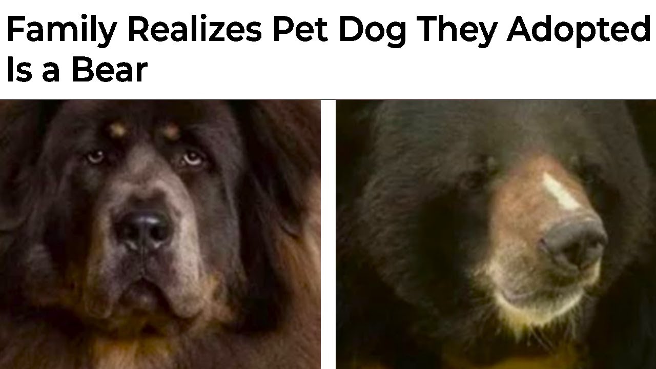 Bear Memes - YouTube