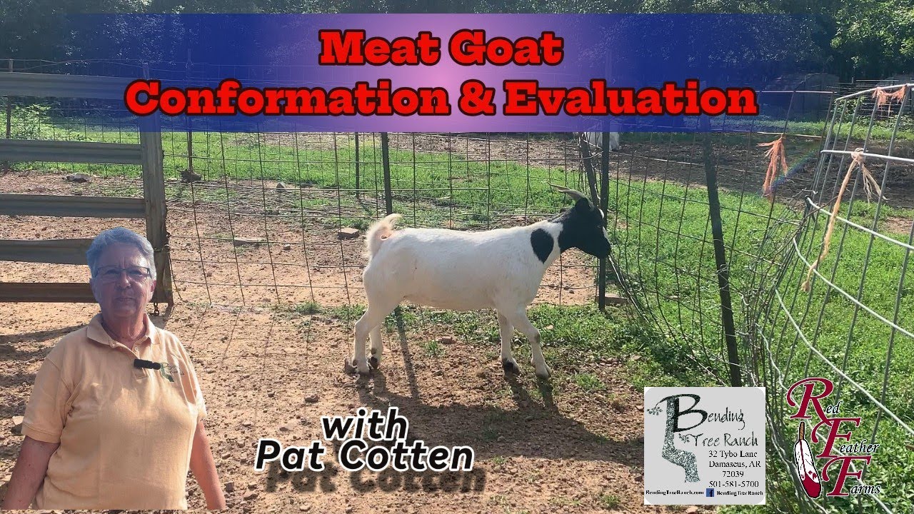 Meat Goat Conformation and Evaluation - YouTube