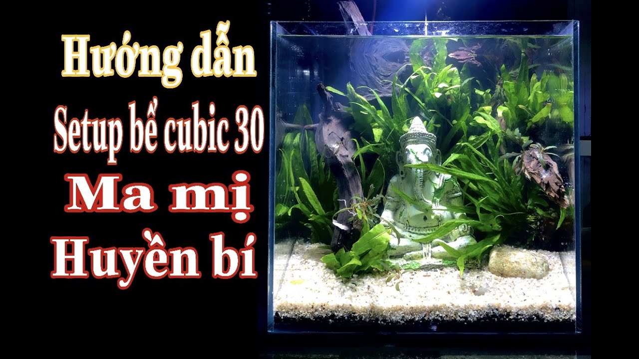 Hướng dẫn Setup bể cubic 30 với layout tượng Thần voi | TuanCong ...