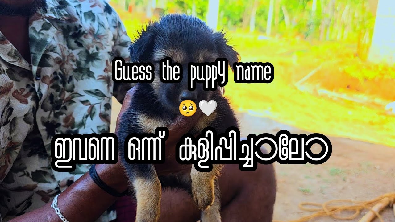 ഇത് ഏത് പപ്പി ആണെന്ന് കറക്റ്റ് പറയുന്നവർക്ക് ഇതിന്റെ ഒരു pair അയച്ചു ...