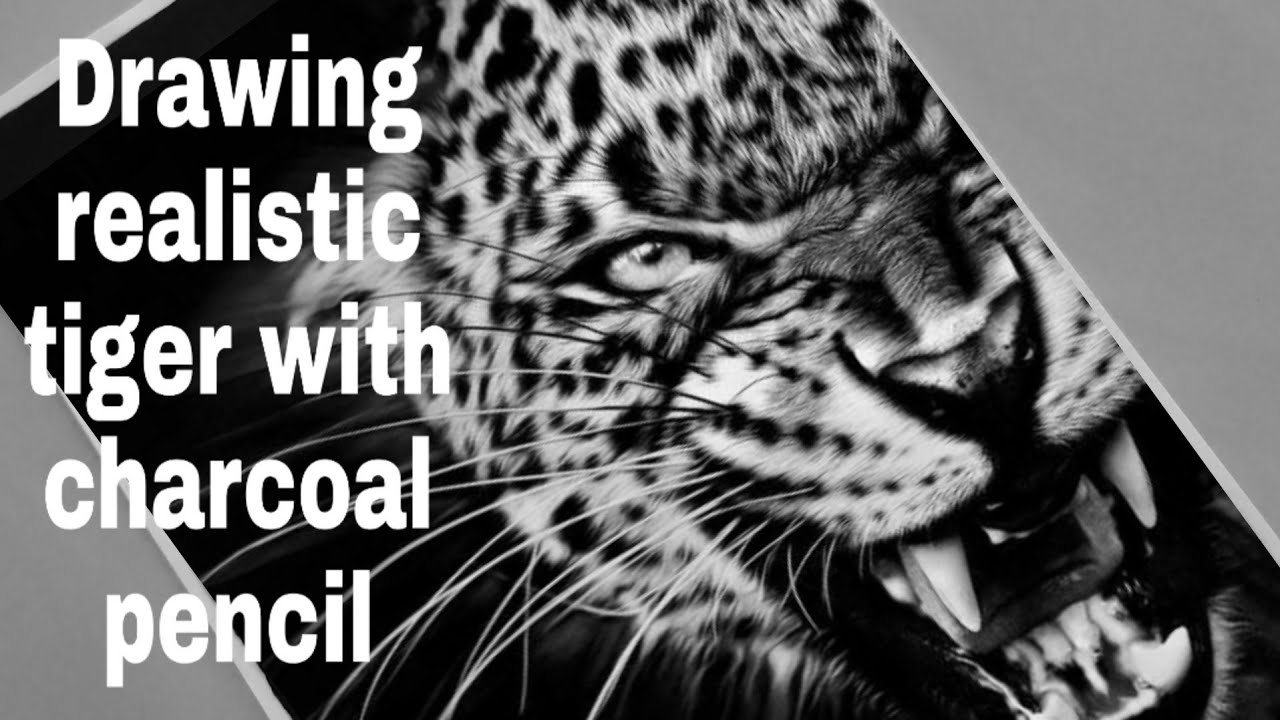 Drawing Realistic Tiger with Charcoal pencils 🔥 Timelapse - YouTube