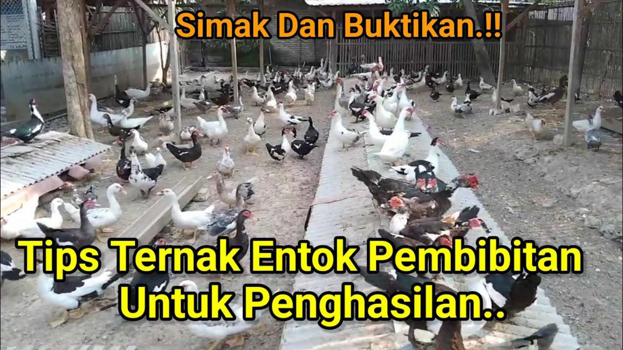 Cara Yang Benar Untuk Beternak Entok Pembibitan. - YouTube