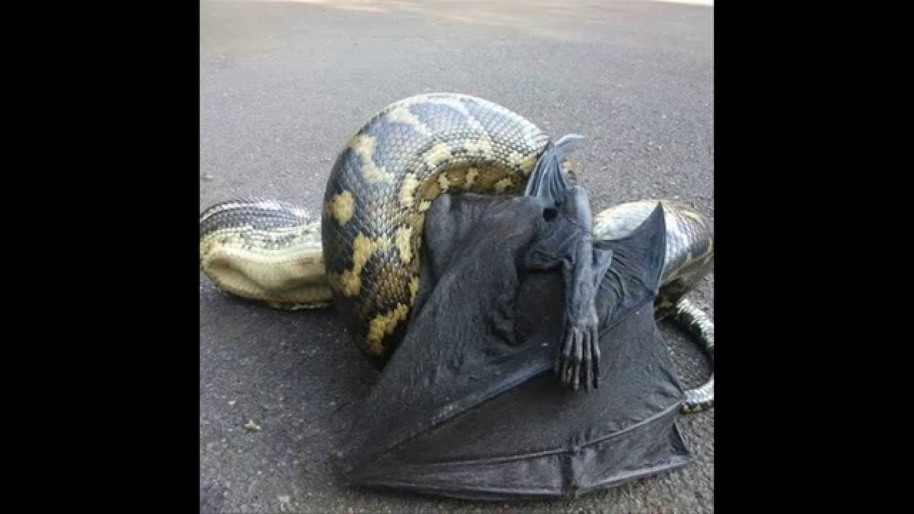 16 Pictures That Prove Australia Is the Craziest - YouTube