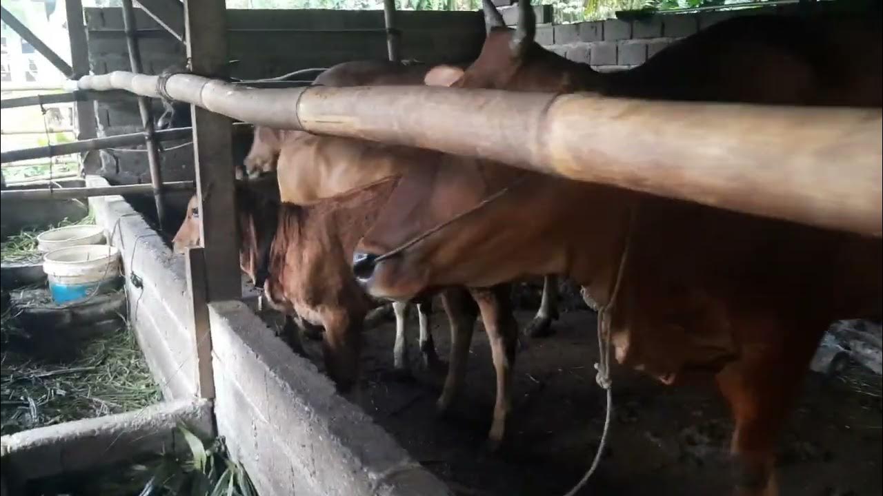 Hasil Kawin Silang Sapi Bali dengan Sapi Limousin - YouTube