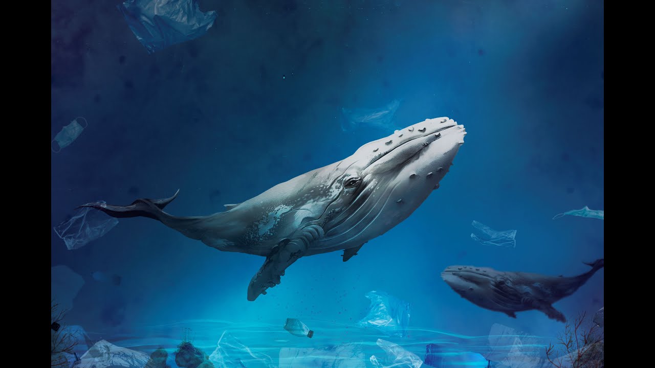 Whale Wisdom: Unveiling Their Intelligence - YouTube