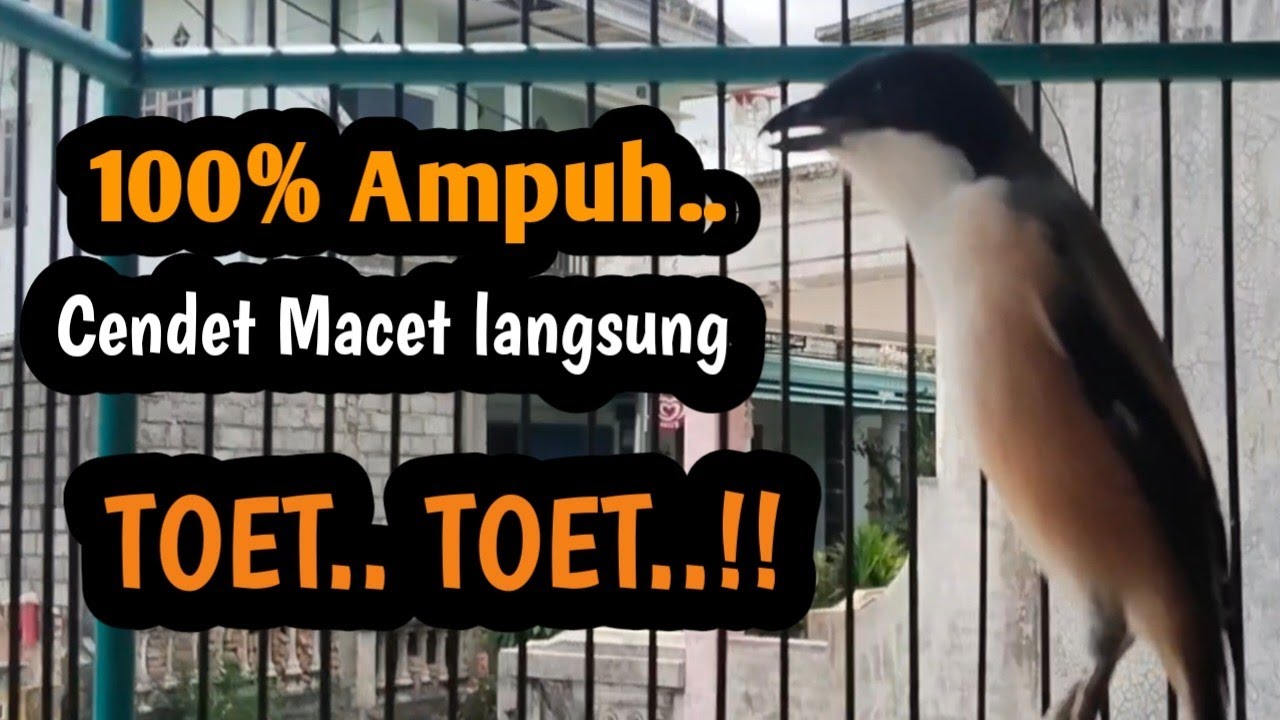 PANCINGAN CENDET TOET TOET 100% AMPUH. Cendet macet bunyi langsung ...