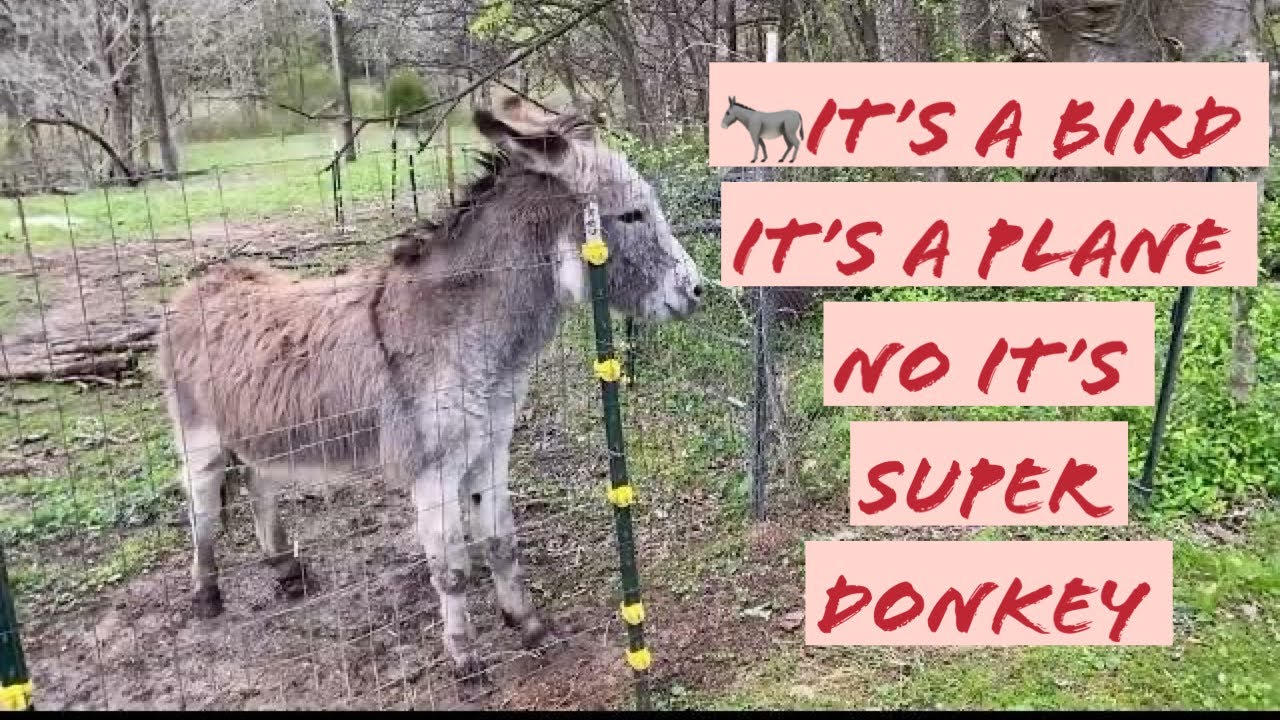 It’s a Bird! It’s a plane! No, it’s Super Donkey! Geronimo! #donkey # ...
