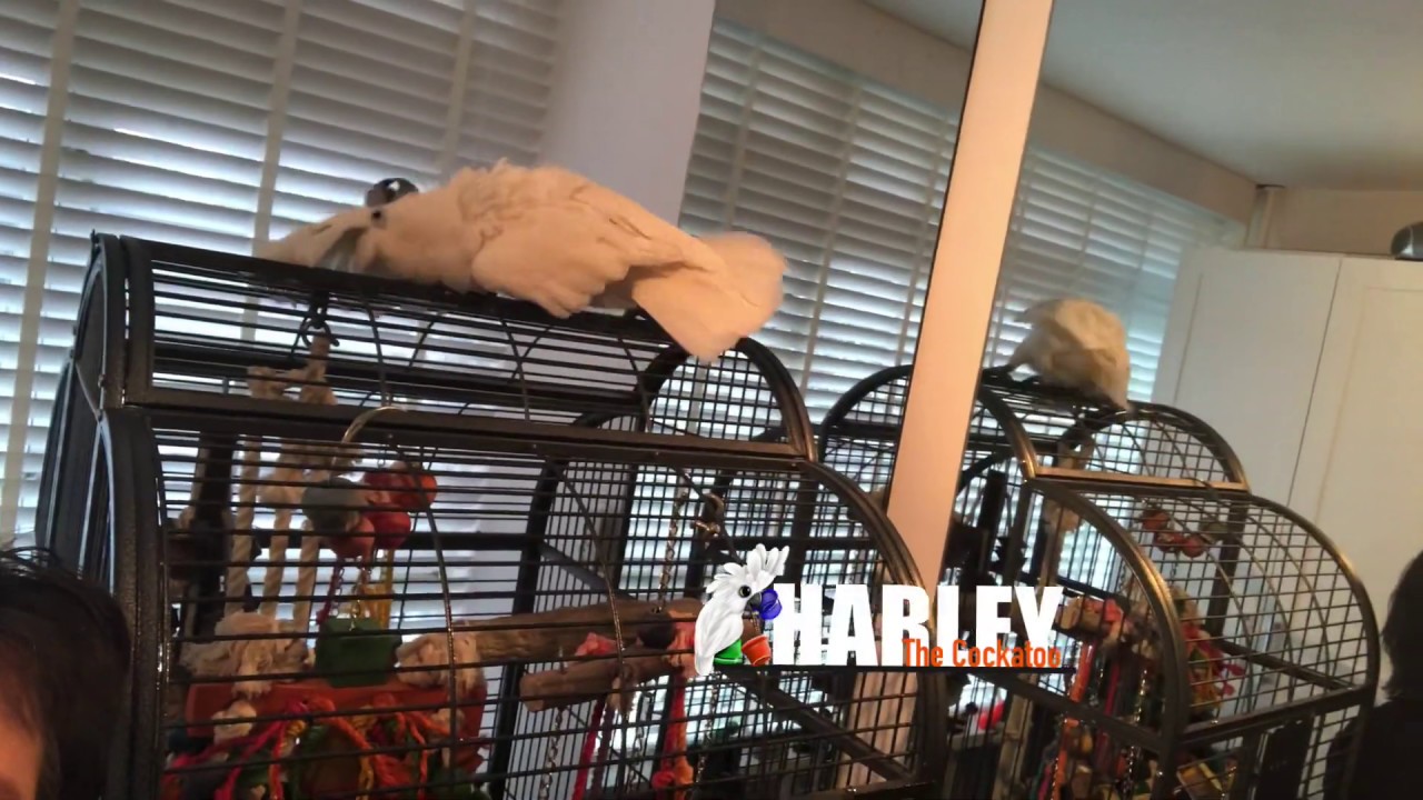 My happy cage dance 🤣 - YouTube