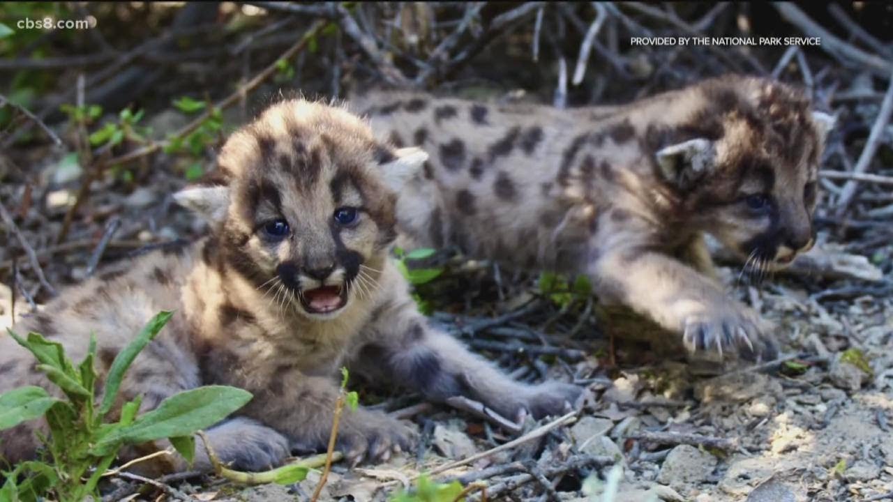 Kitten boom in Santa Monica California - YouTube