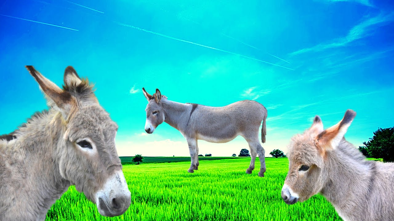 Animal de fazenda: som de burro relinchando... - YouTube