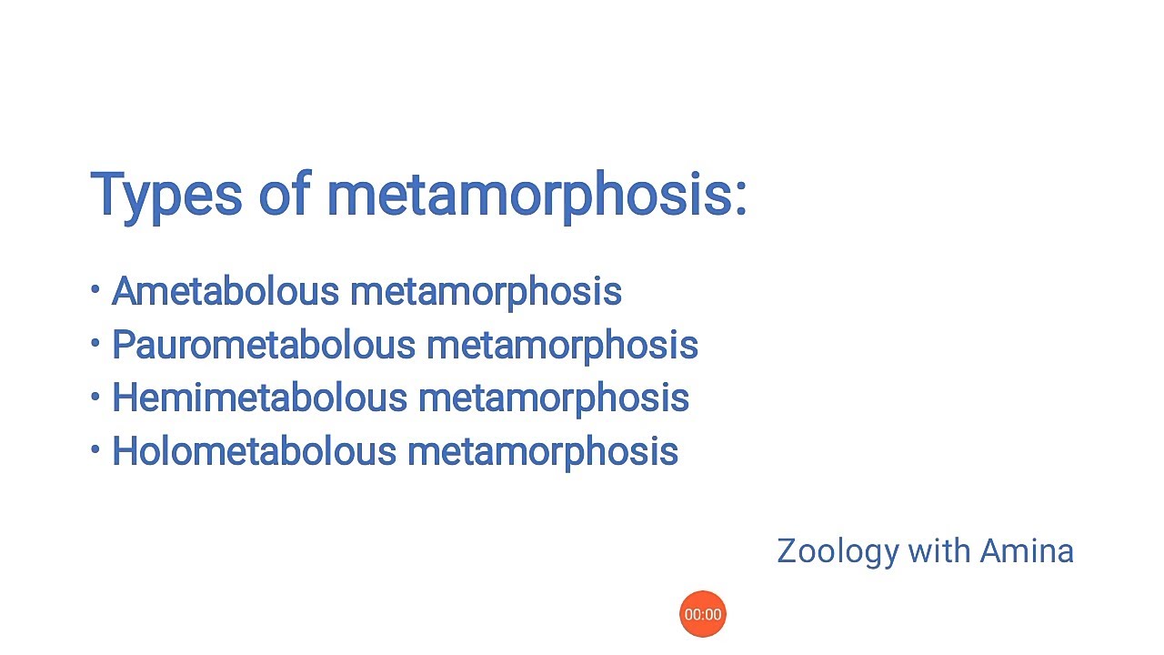 Types of metamorphosis | Metamorphosis and it's types - YouTube