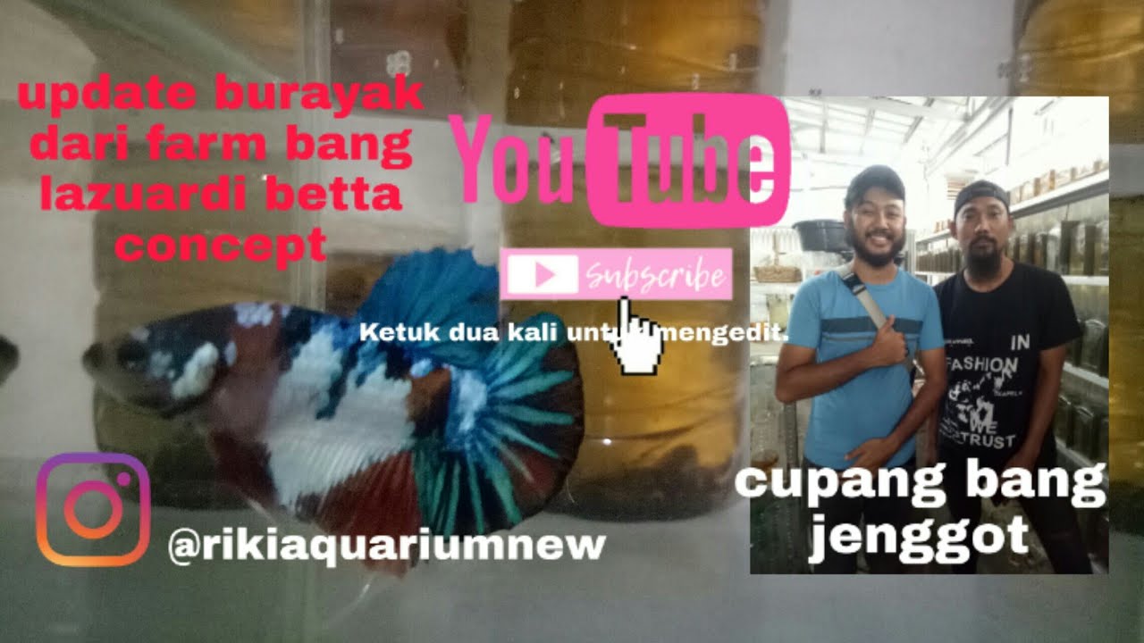 Burayak 1 bulan dari indukan Lazuardi betta concept - YouTube