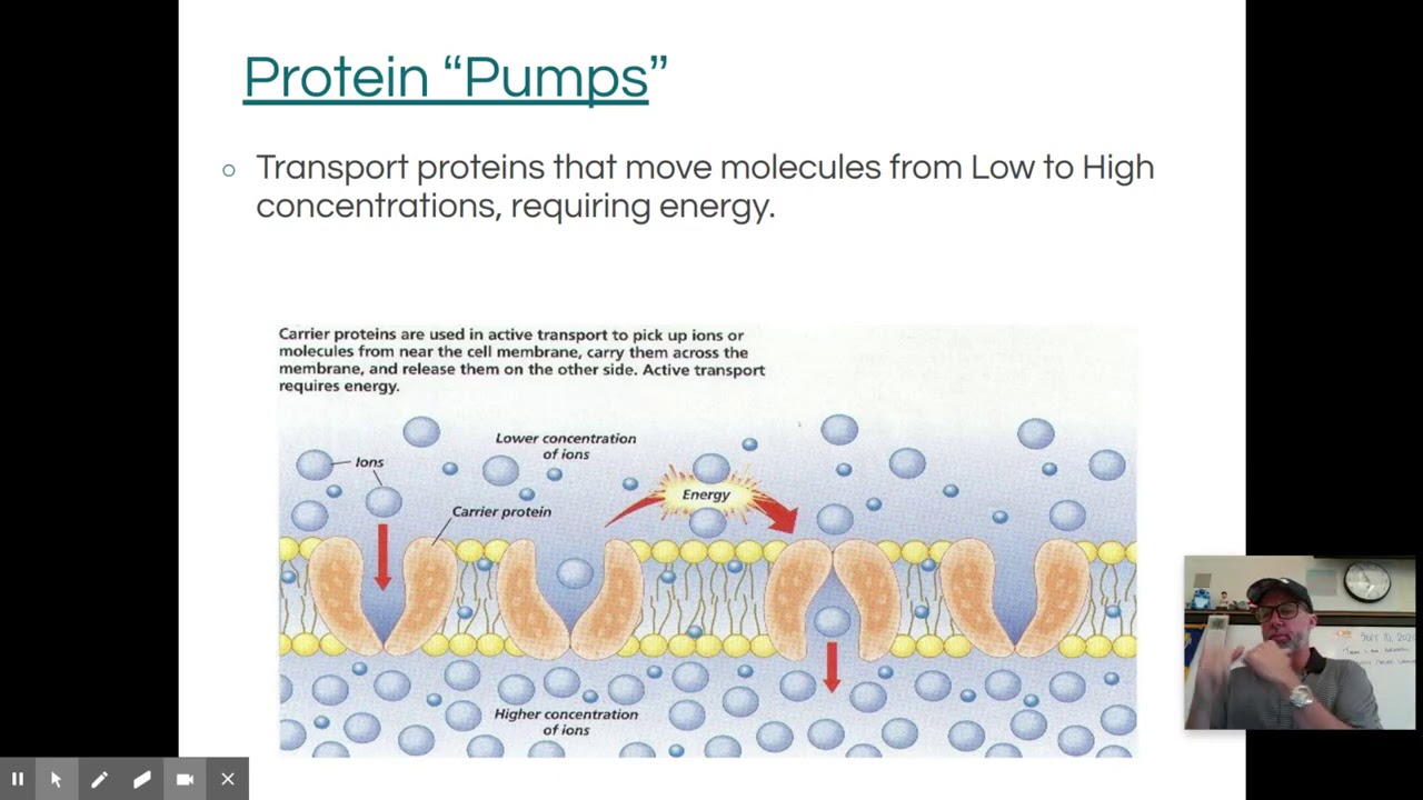 Active Transport Notes - YouTube