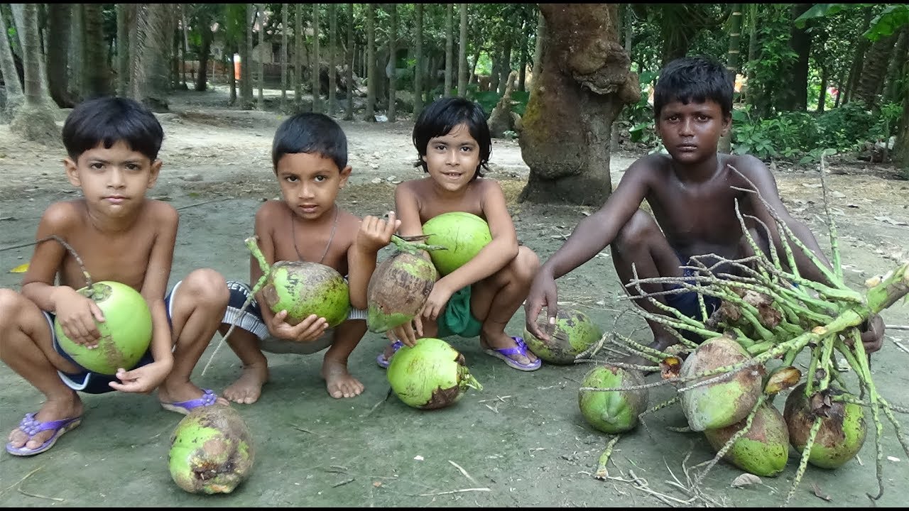 Small Children Climb a Coconut Tree and Failing Many Coconut Fruits ...