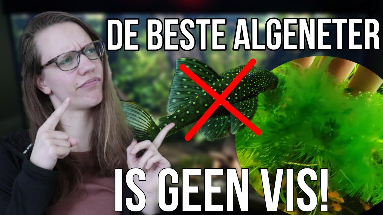Wat is de BESTE ALGENETER? Maak deze FOUT niet! //Nickey// - YouTube