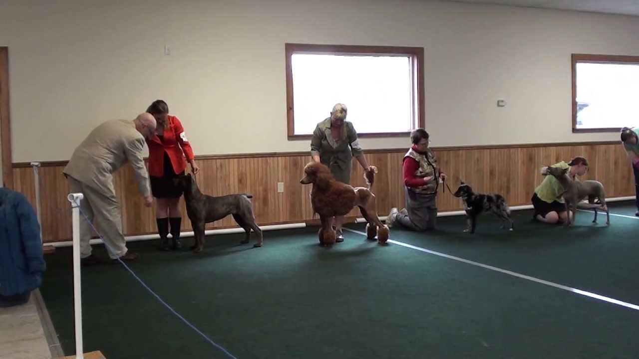 Best in Show UKC - YouTube