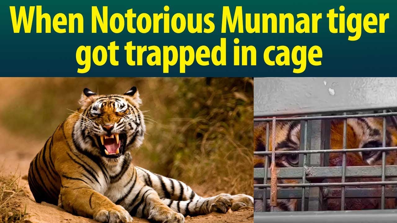 Video: When Notorious Munnar tiger got trapped in cage - YouTube