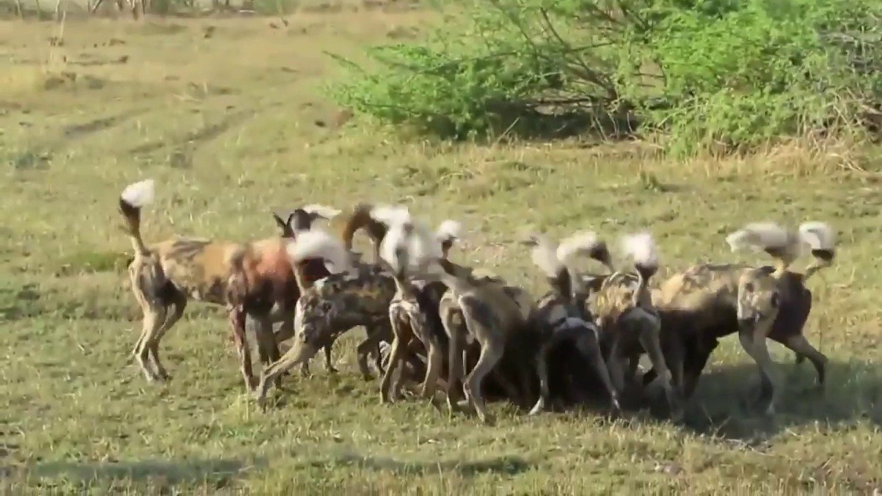 Wild dogs attack Wild boar - YouTube