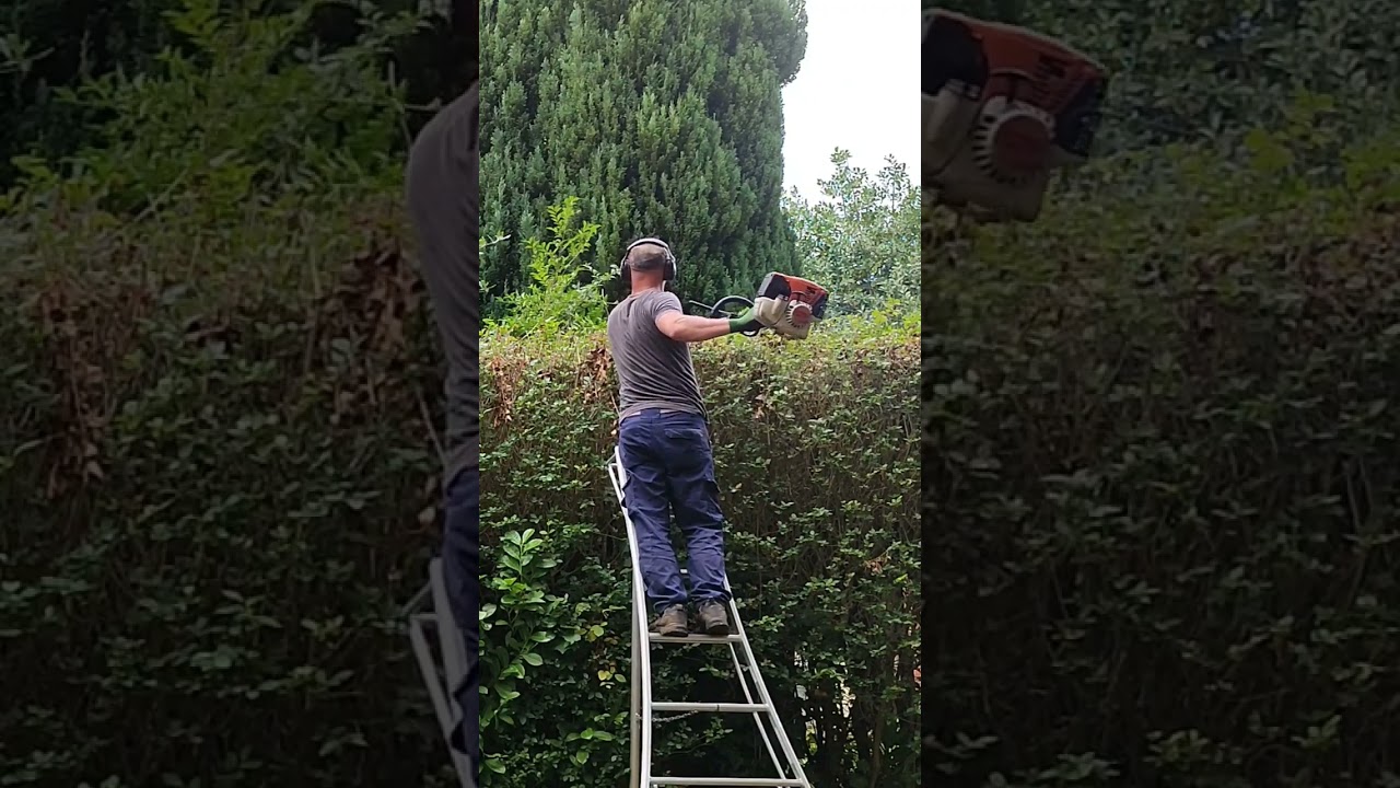 EXTENDED Hedge Cutters ON TRIPOD Ladders Trimming A HIGH Hedge - YouTube