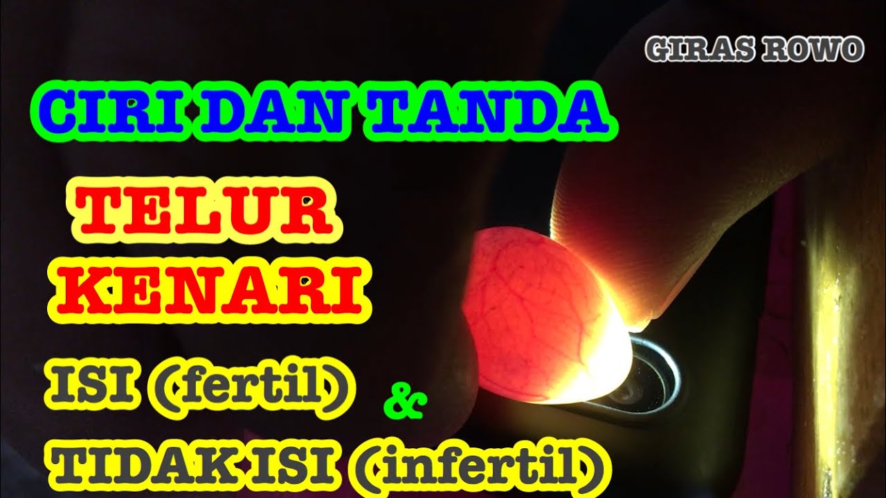 Telur kenari isi (fertil) dan tidak isi (infertil) - YouTube