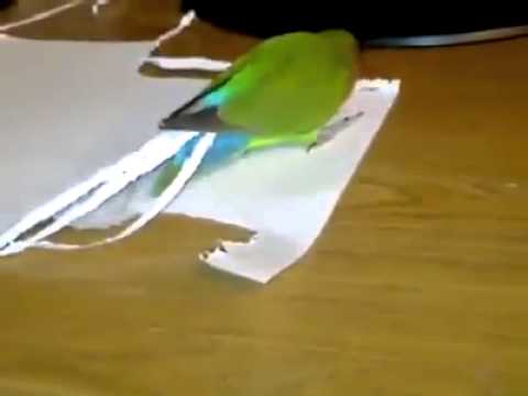 გენიოსი თუთიყურში :))) - YouTube