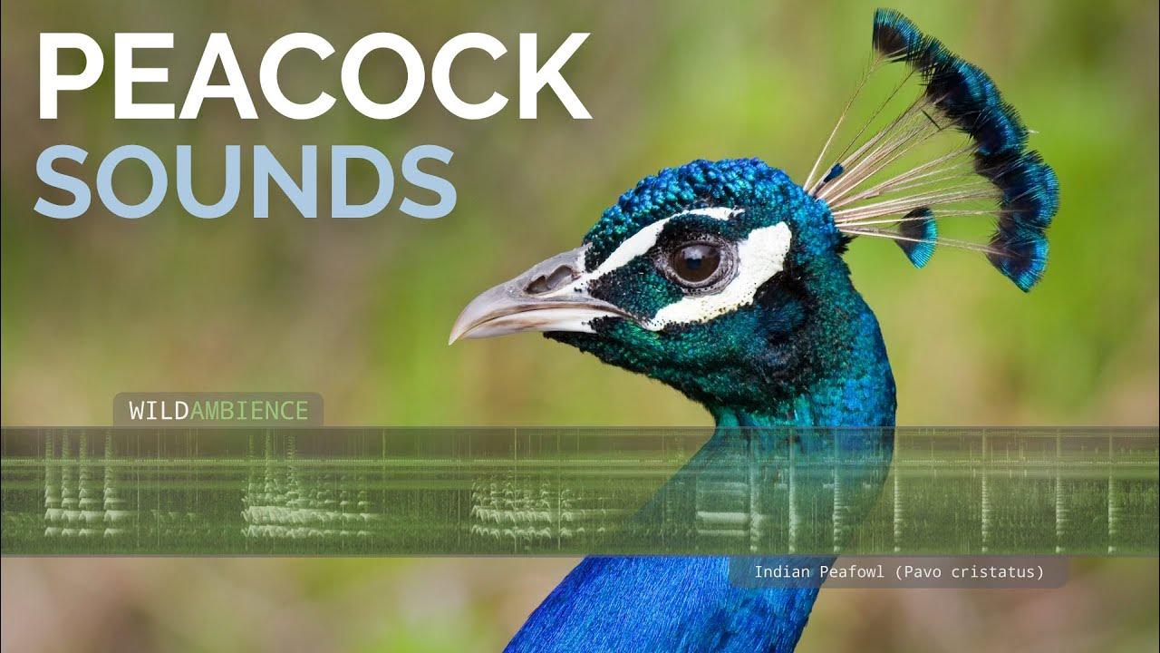 Peacock Sound & Calls - The sounds of wild Indian Peafowl. - YouTube