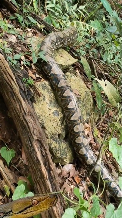 big python - YouTube