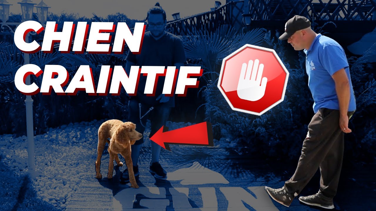 CANICHE ROYAL ULTRA CRAINTIF AVEC TOUT ! (On lui vient en aide💪) - YouTube